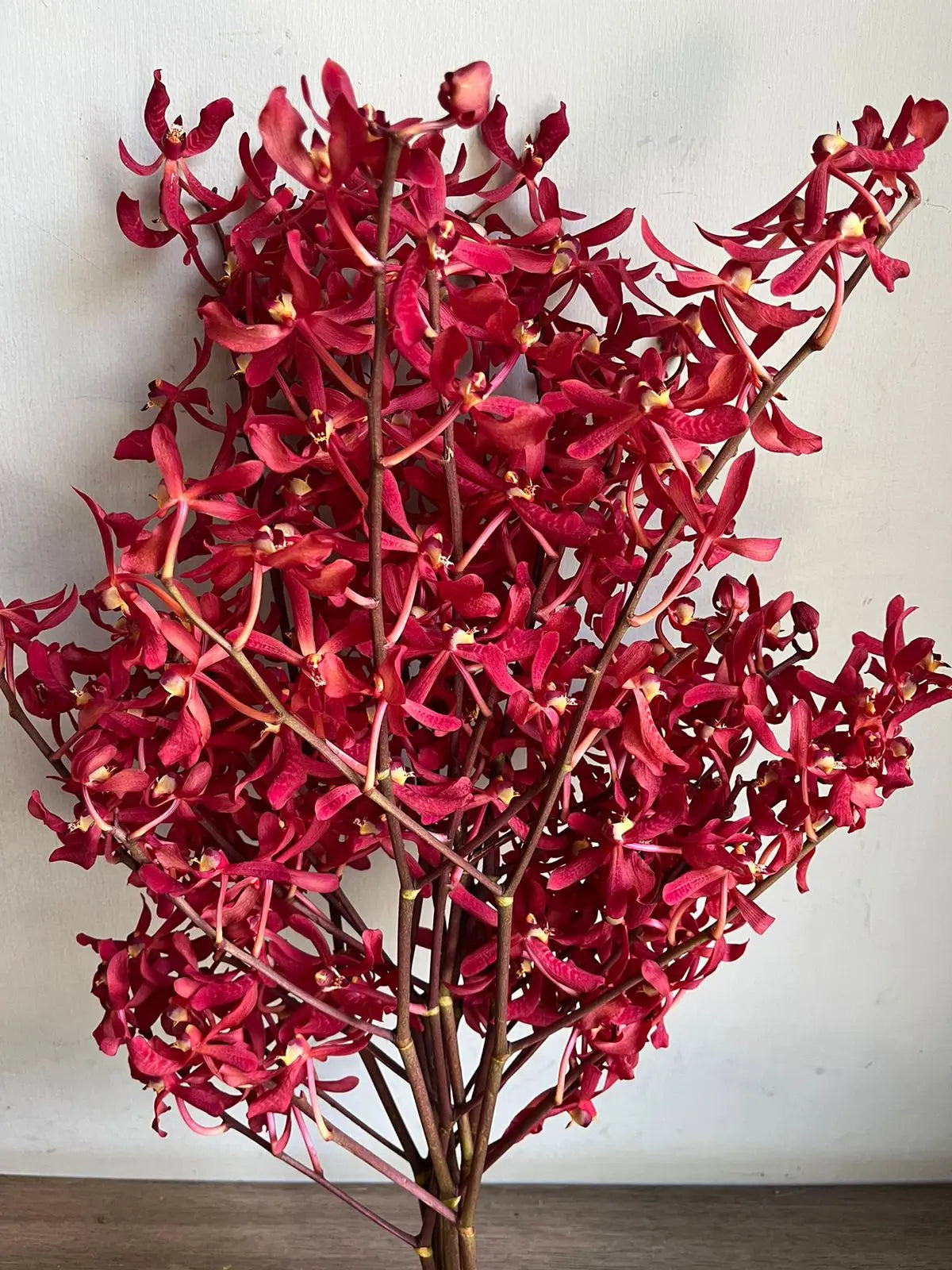 Aranthera Red Orchid - 1magnolialane