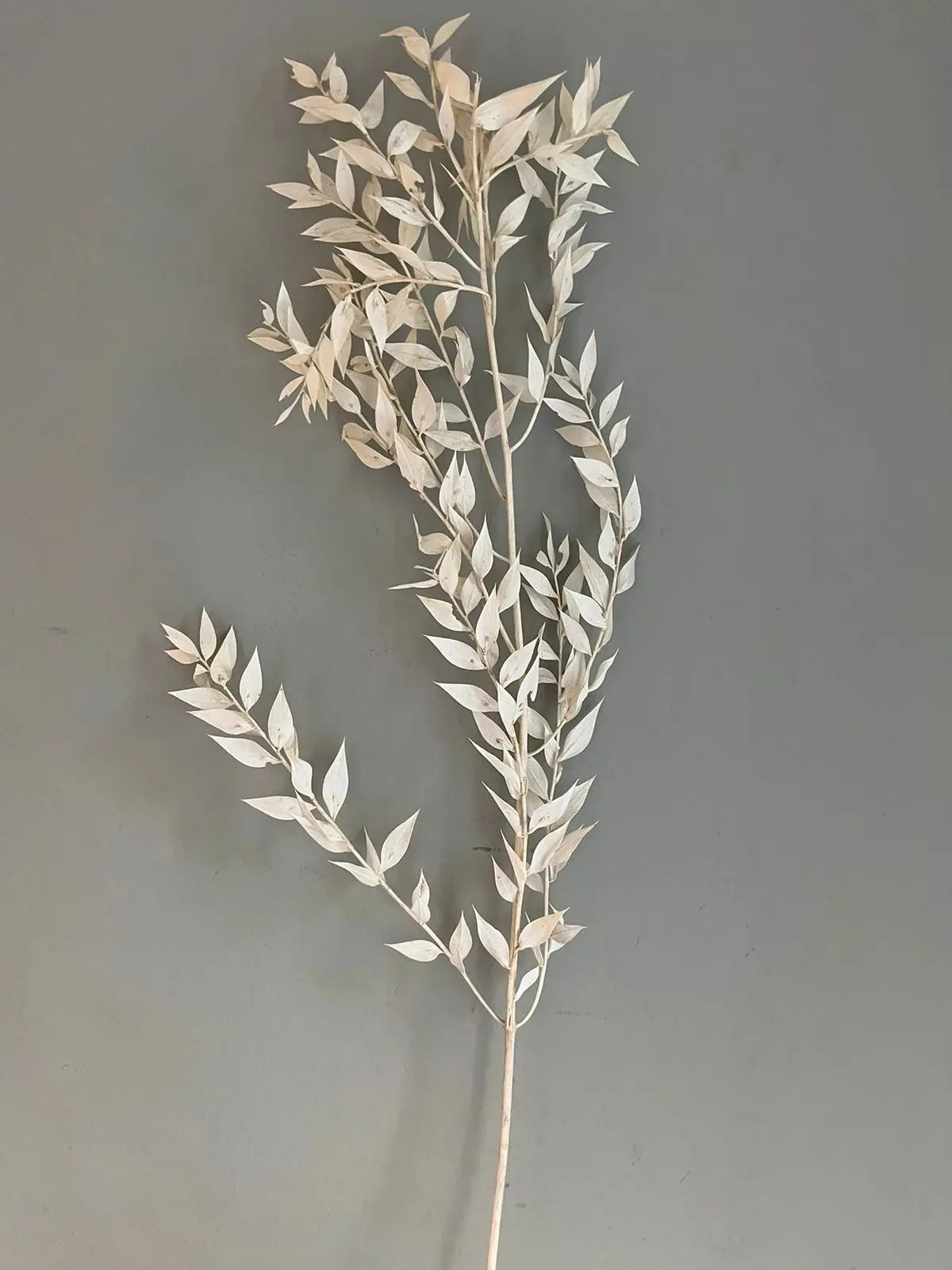 Dry Italian Ruscus - 1magnolialane